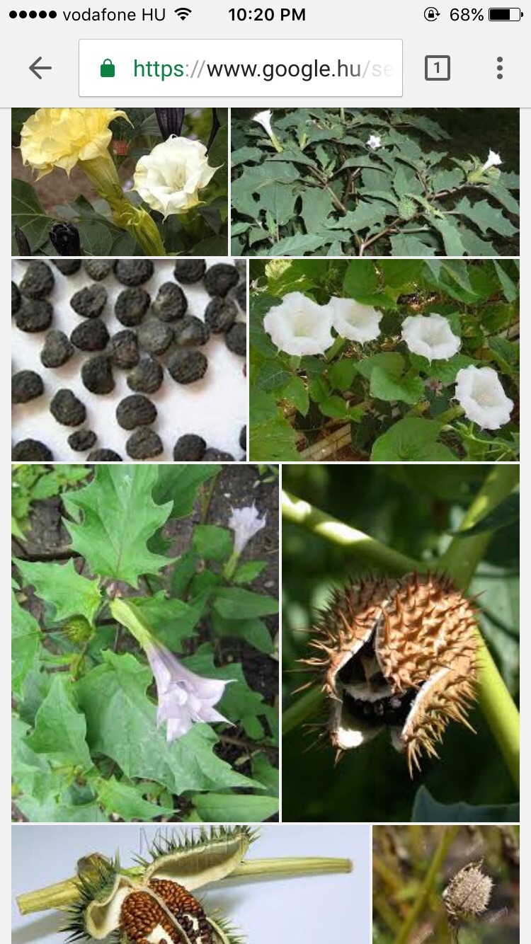 Botany 2 Flashcards | Memorang