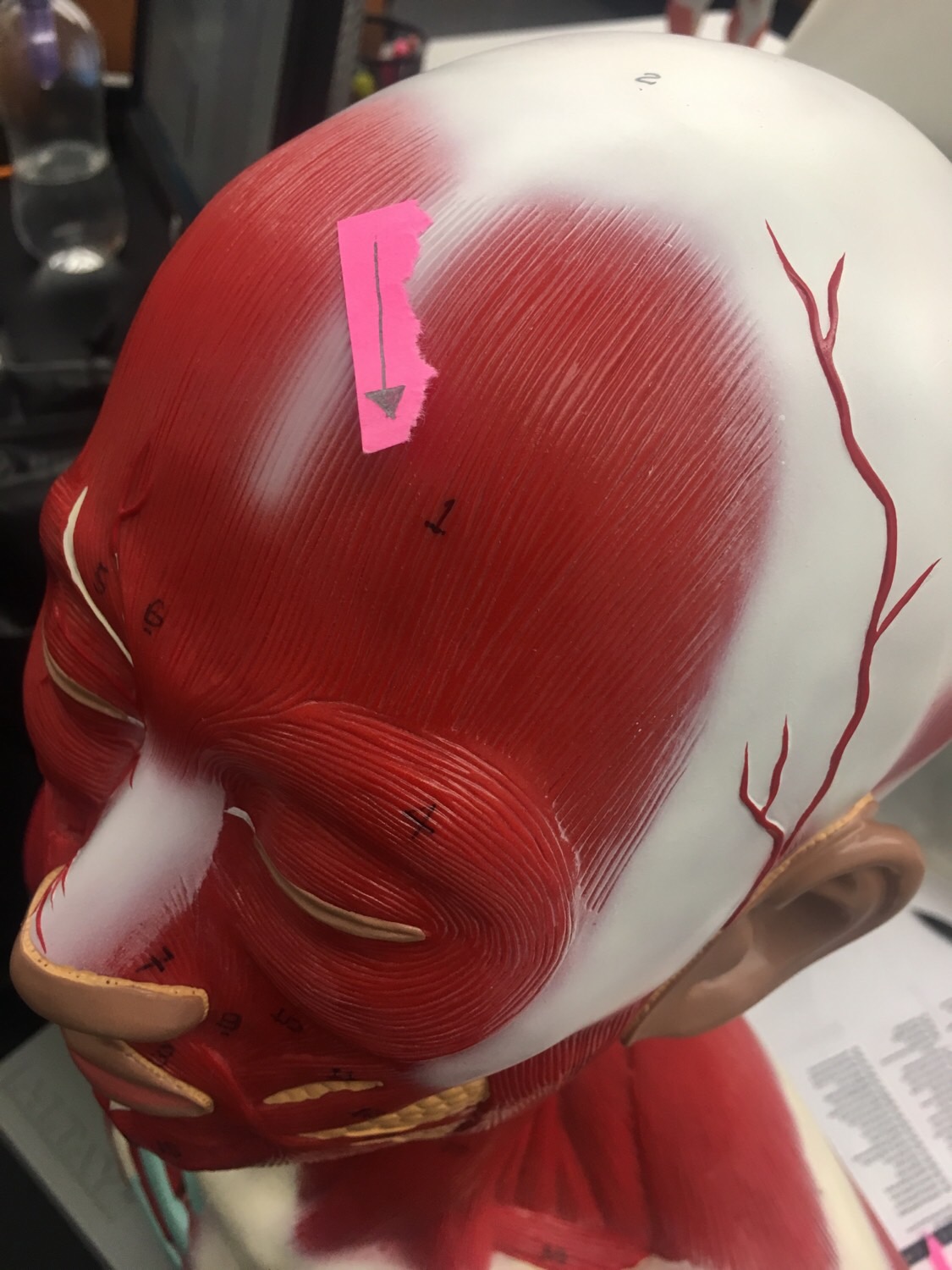 Muscles of the Face Flashcards | Memorang