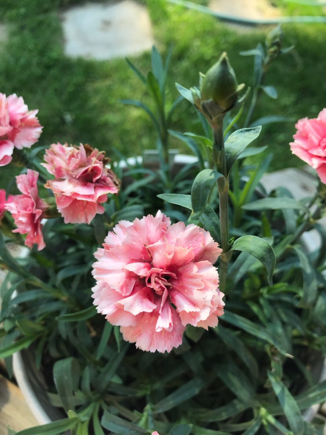 Warna🌈 Flashcards | Memorang