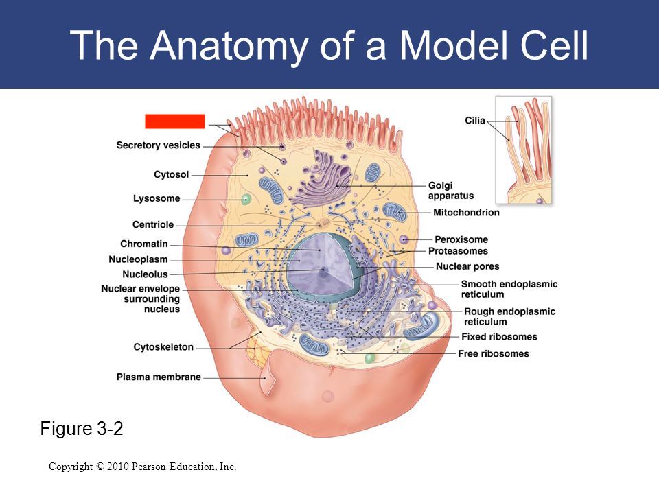 Chapter 3 Cellular Level of Organization BIO 210 Flashcards | Memorang