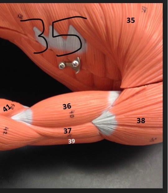 Exam 1 - Human Arms Flashcards | Memorang