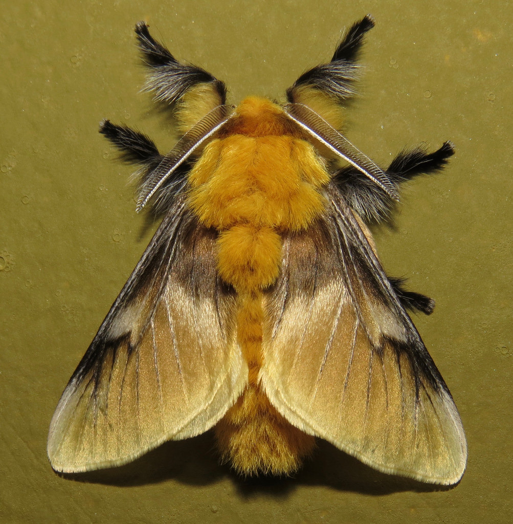 Costa Rican Moths Flashcards | Memorang