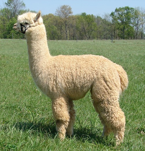 Camelids Flashcards Memorang