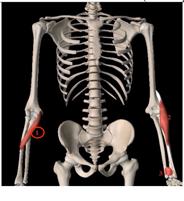 Rankų dilbio raumenys Flashcards | Memorang