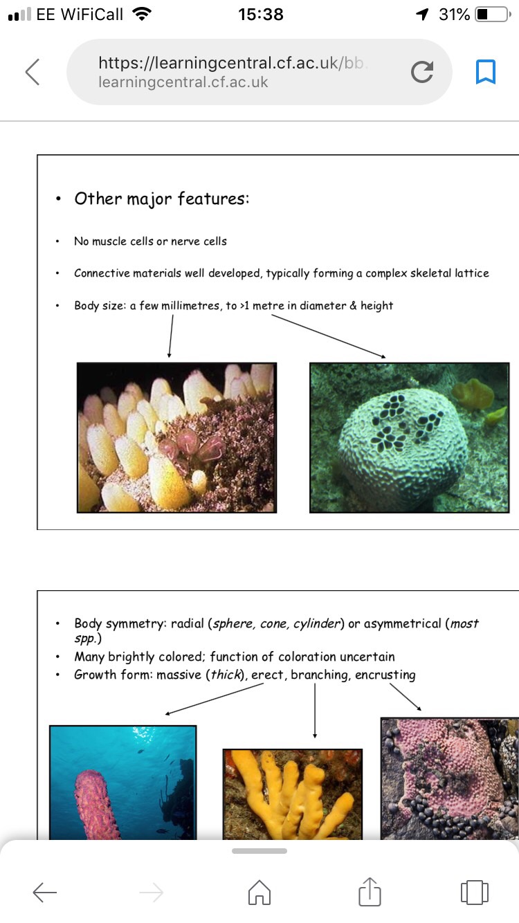 Sponges Flashcards | Memorang