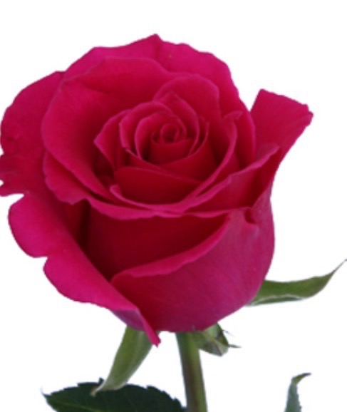 Meaning of Roses Flashcards | Memorang