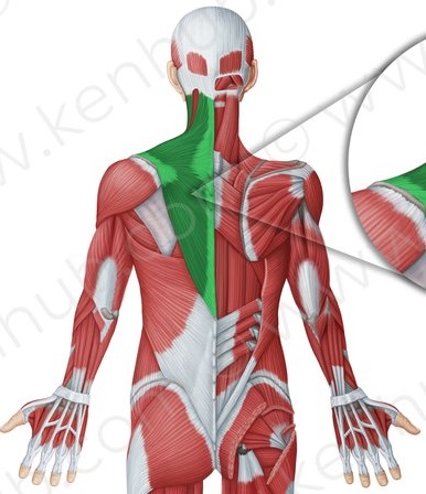 MÚSCULOS DO DORSO Flashcards | Memorang