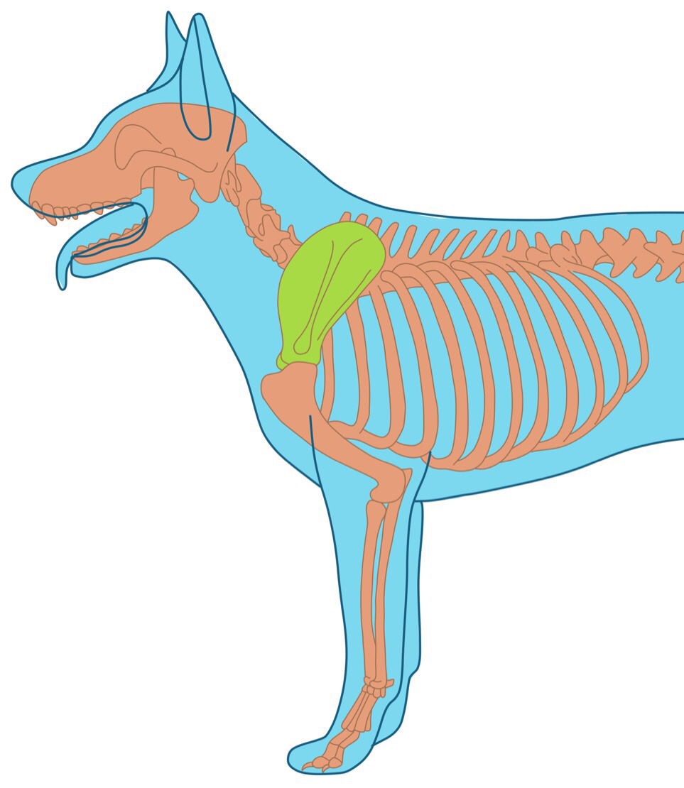 Anatomía Animal: osteología básica del perro Flashcards | Memorang