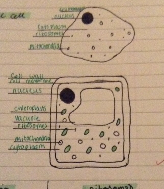 bio y9 organisms Flashcards | Memorang