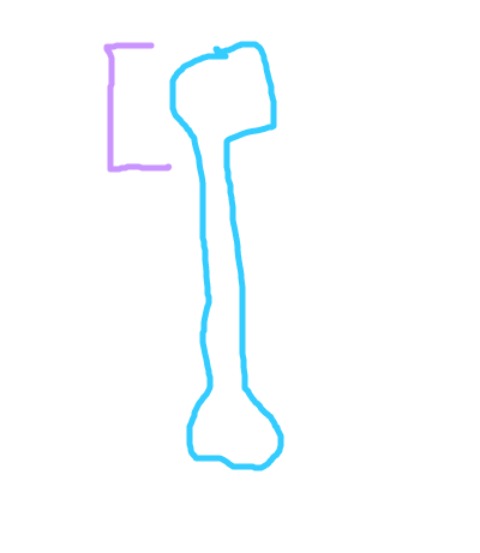 Anatomy of Long Bone Flashcards | Memorang
