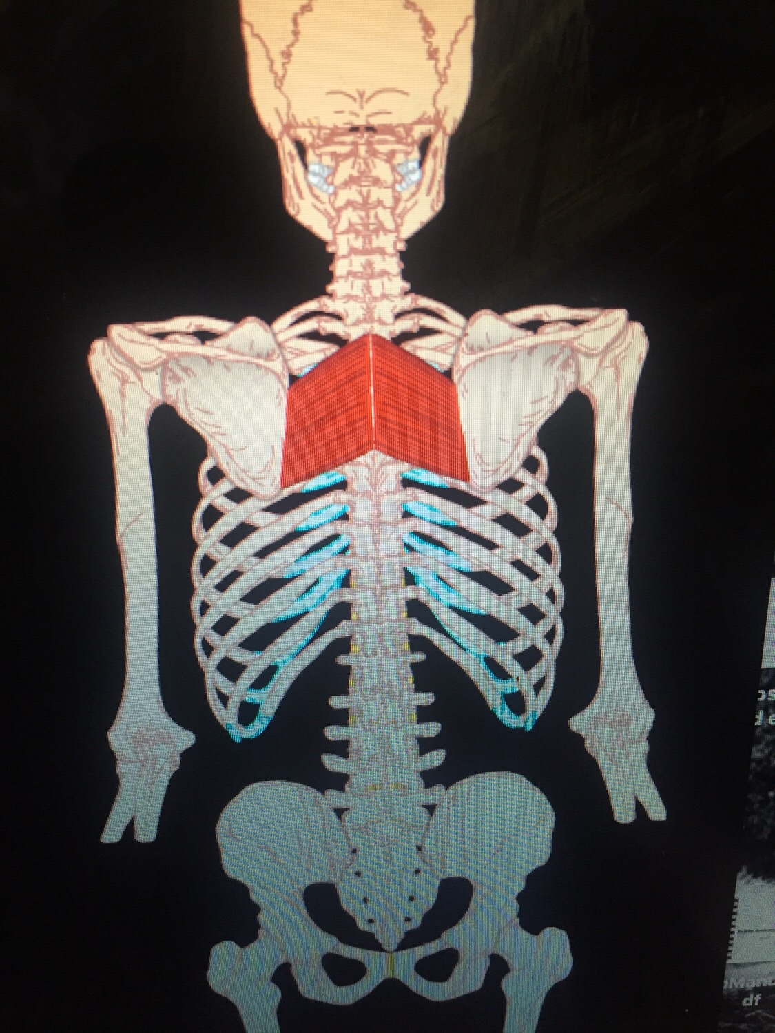 Superior Limb Muscles: Part I Flashcards | Memorang