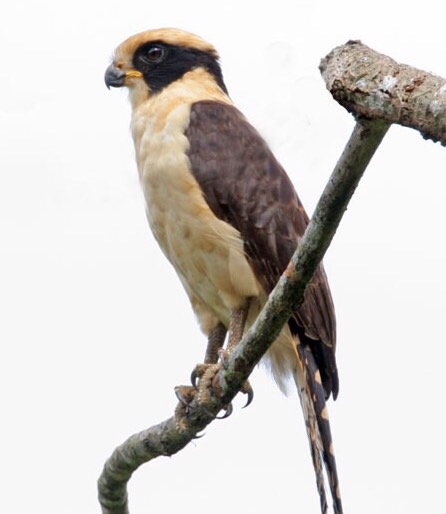 Species of Falcon Flashcards | Memorang