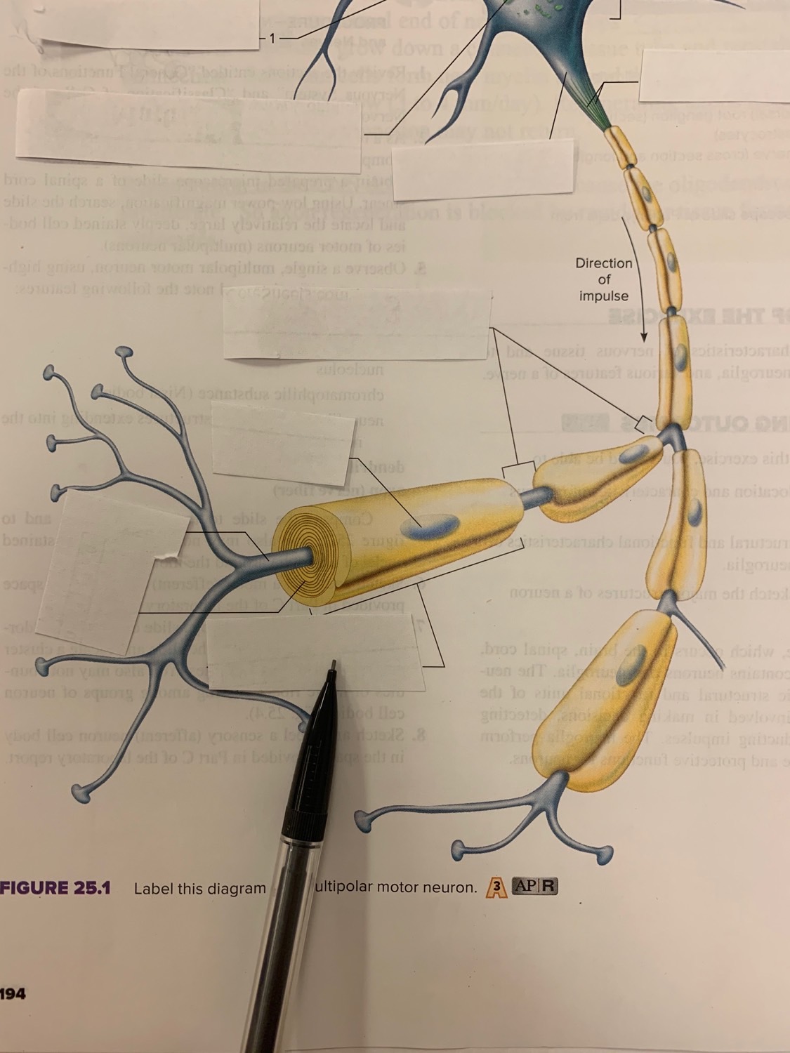 Motor neuron Flashcards | Memorang