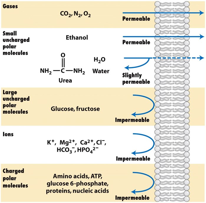 Passive Diffusion Flashcards | Memorang
