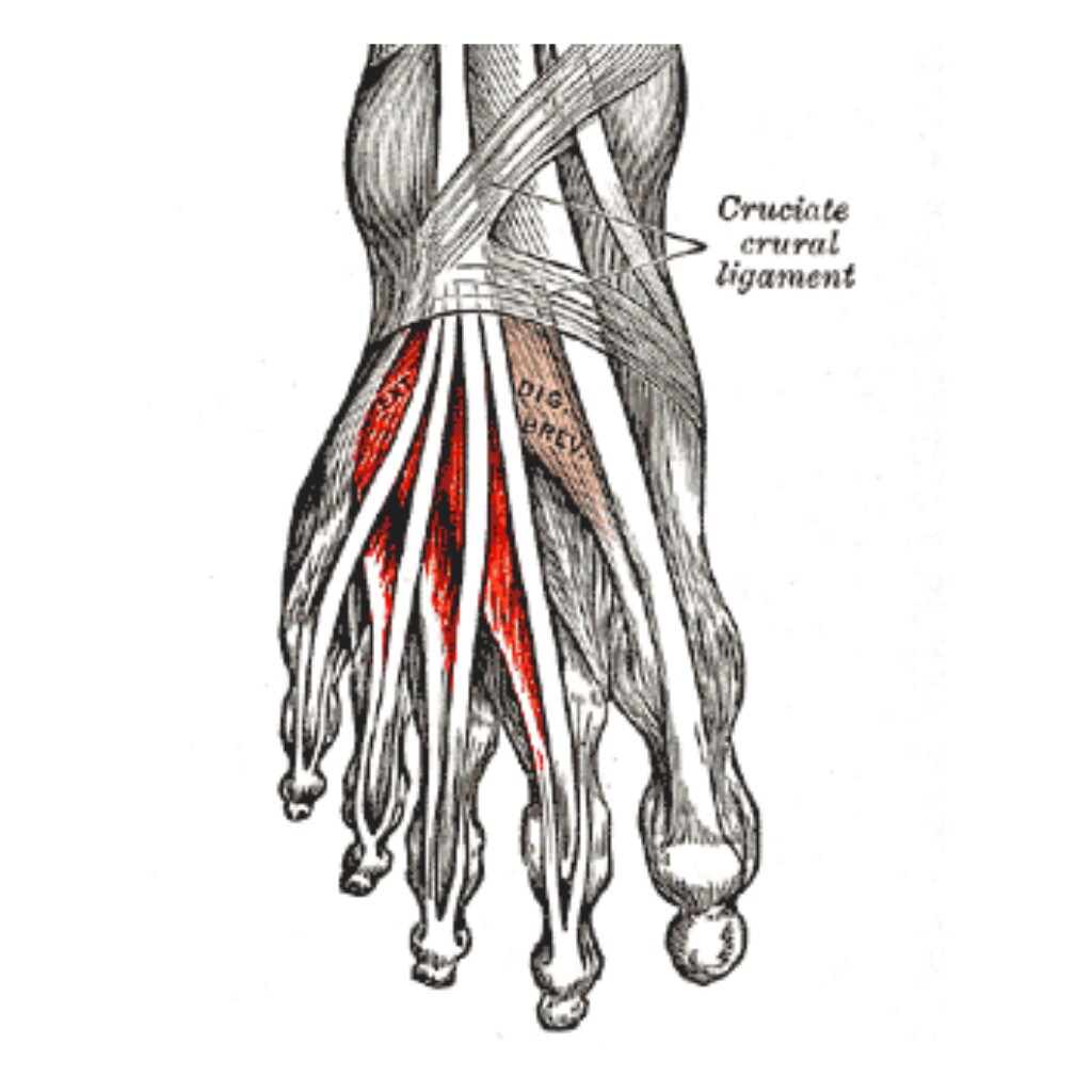 Músculos do Pé - MED Flashcards | Memorang
