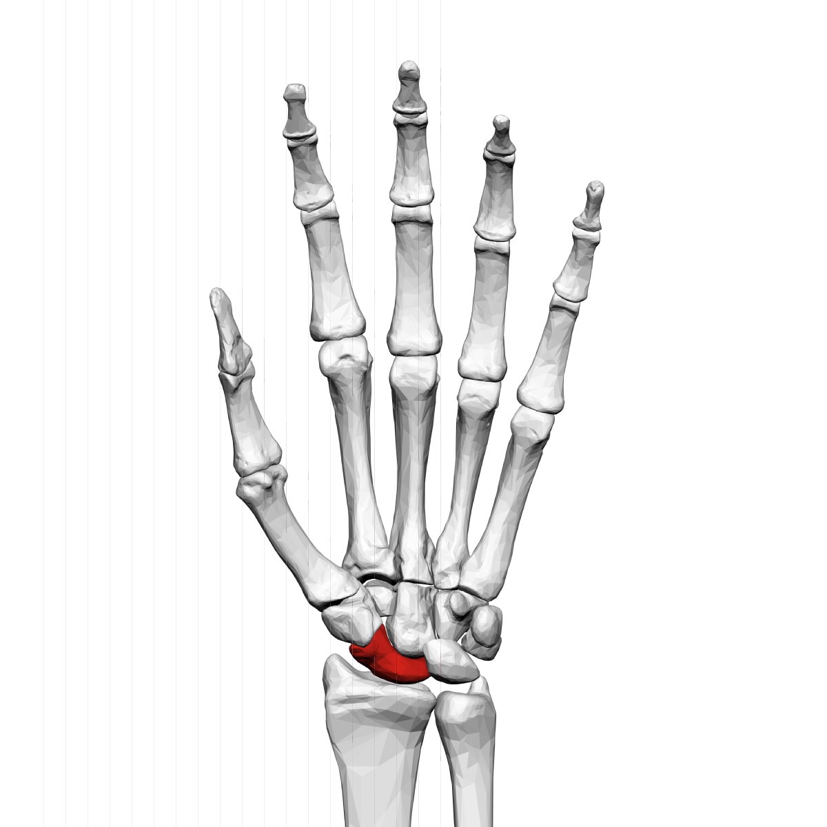 Hand & Wrist Flashcards | Memorang