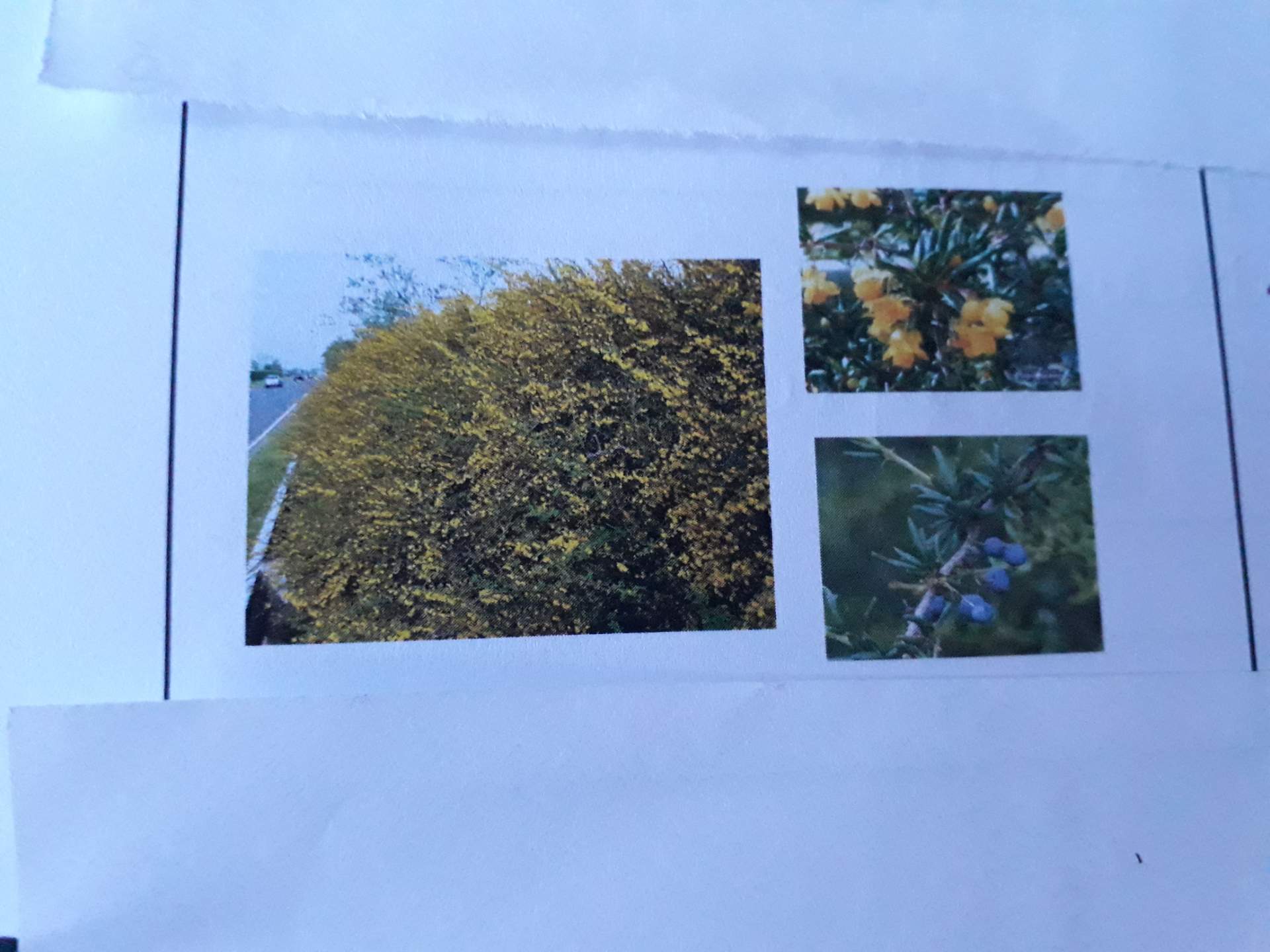 Evergreen Shrubs Flashcards | Memorang