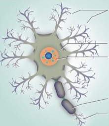 Neuron parts Flashcards | Memorang