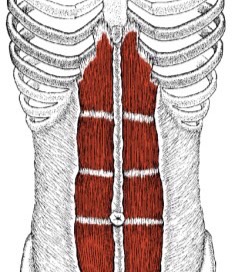 Muskler Flashcards | Memorang