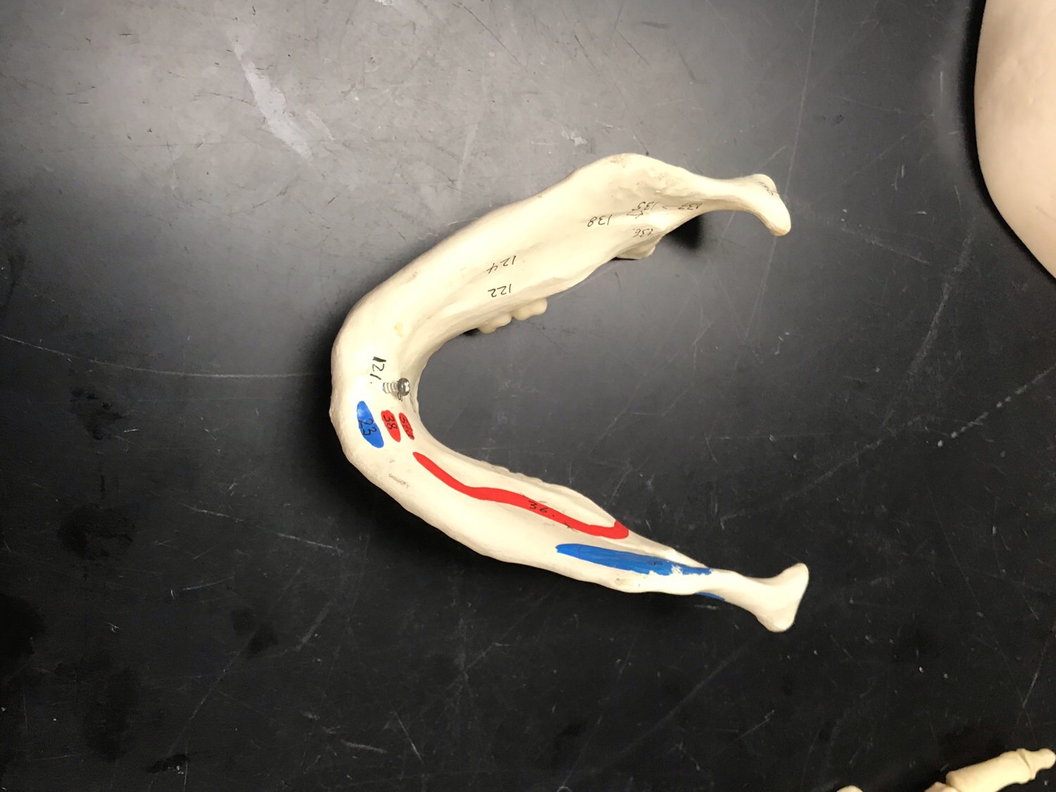 Anatomy and physiology Bone classification Flashcards | Memorang