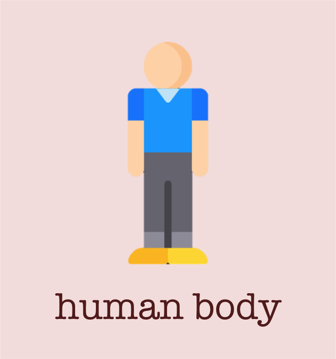 Anatomy Flashcards Memorang