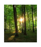 Geography and Landscape Flashcards | Memorang