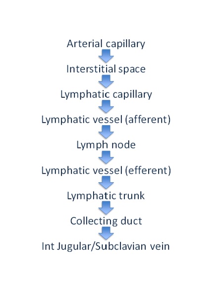Movement of Lymph Flashcards | Memorang