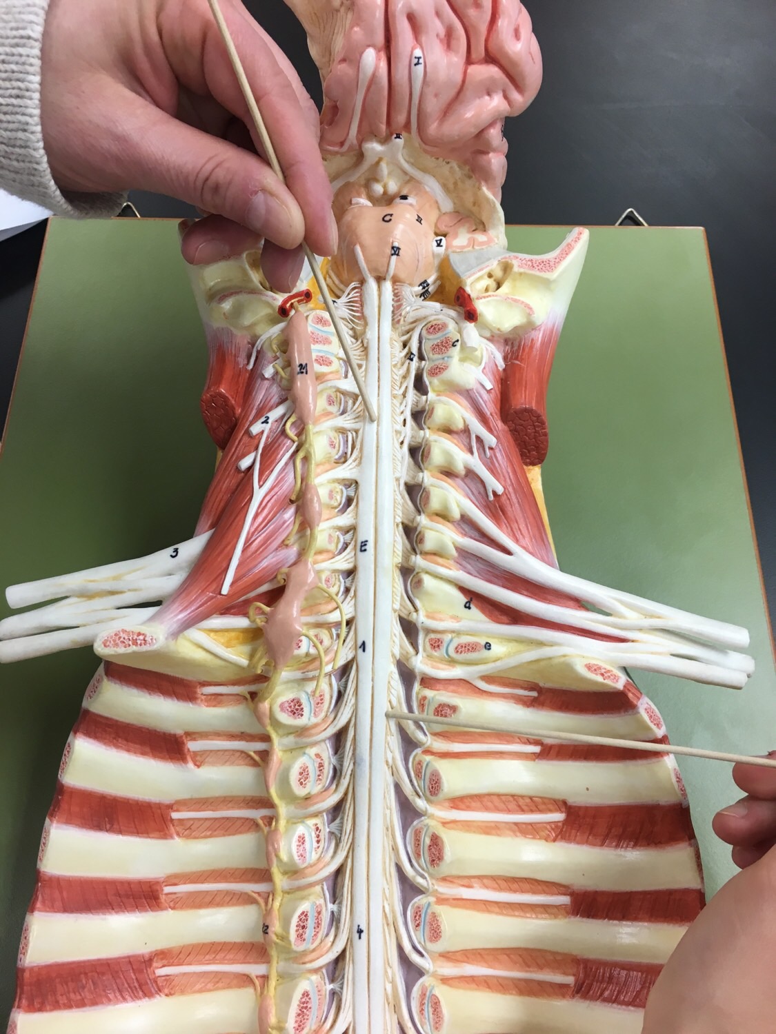 Spinal Cord Flashcards | Memorang