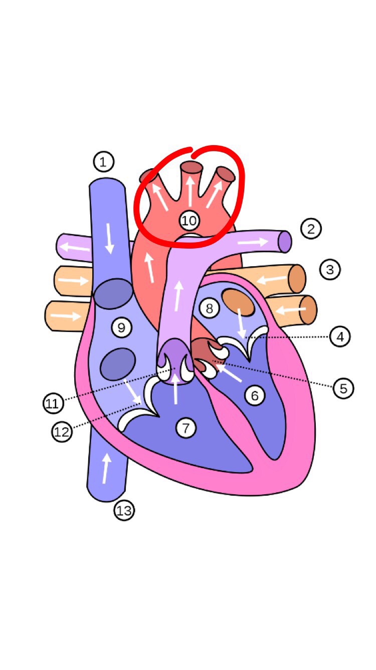 The heart (ocr as level biology) Flashcards | Memorang