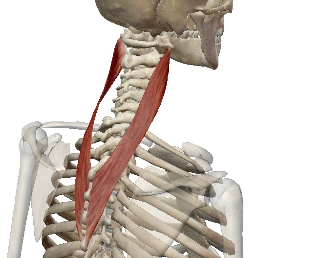 back head and neck muscles Flashcards | Memorang