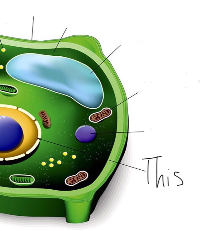 Plant cell parts Flashcards | Memorang