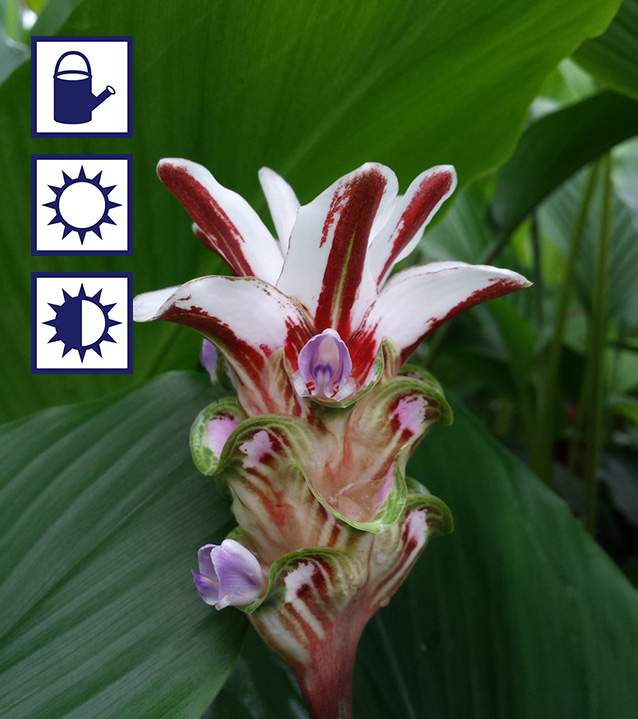 Softscapes - Shrubs 7 Flashcards | Memorang