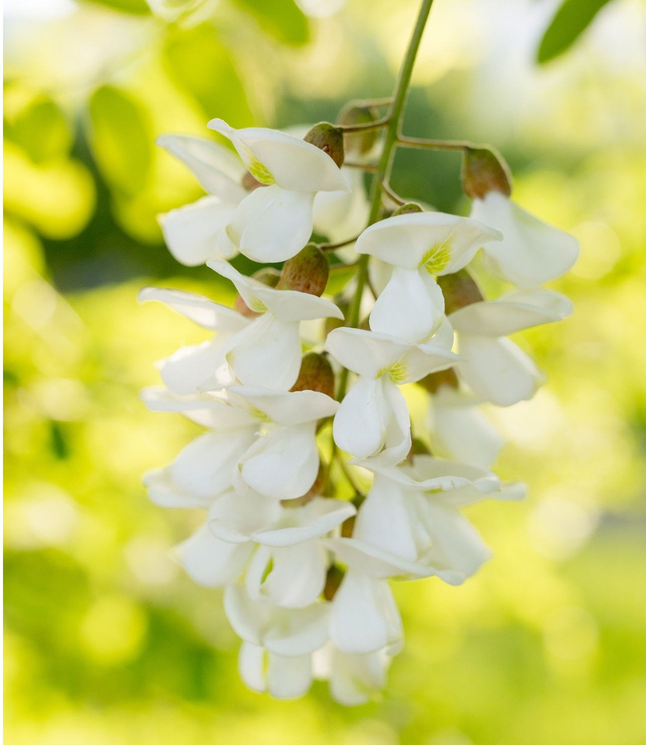 ~Flowers Language~ Flashcards | Memorang