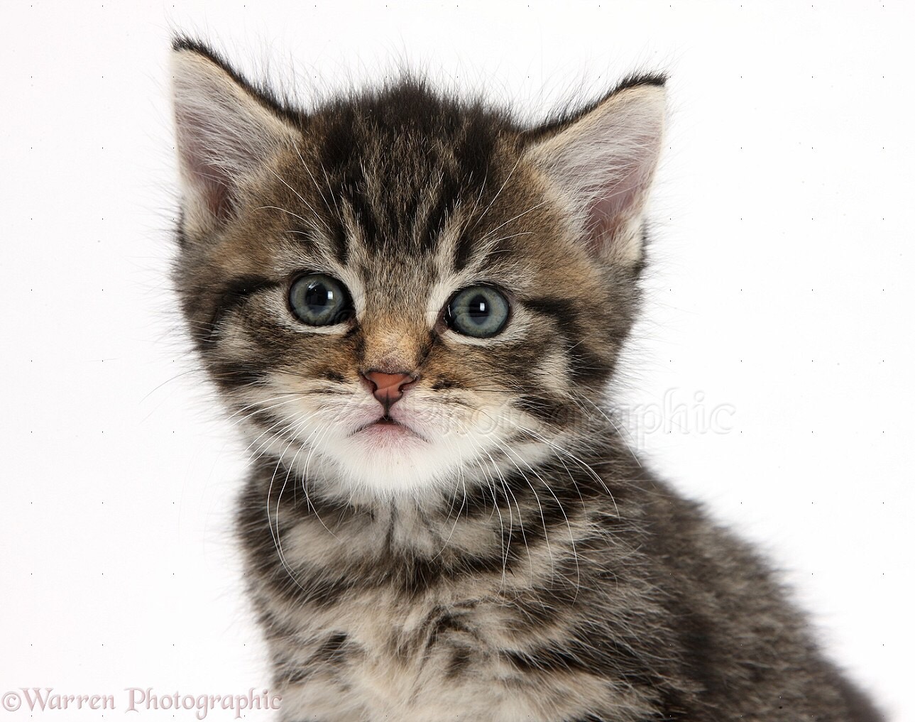 Types of cats Flashcards | Memorang