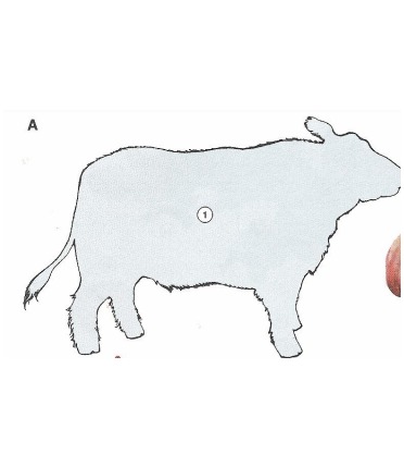 Meat, Poultry, and Seafood Flashcards | Memorang