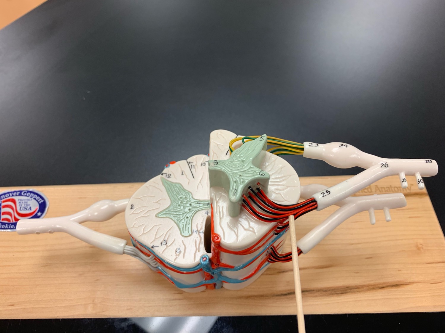 Spinal Cord Cross Sectional Flashcards | Memorang