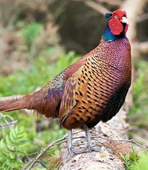 ATLAS PTÁKÚ Flashcards | Memorang