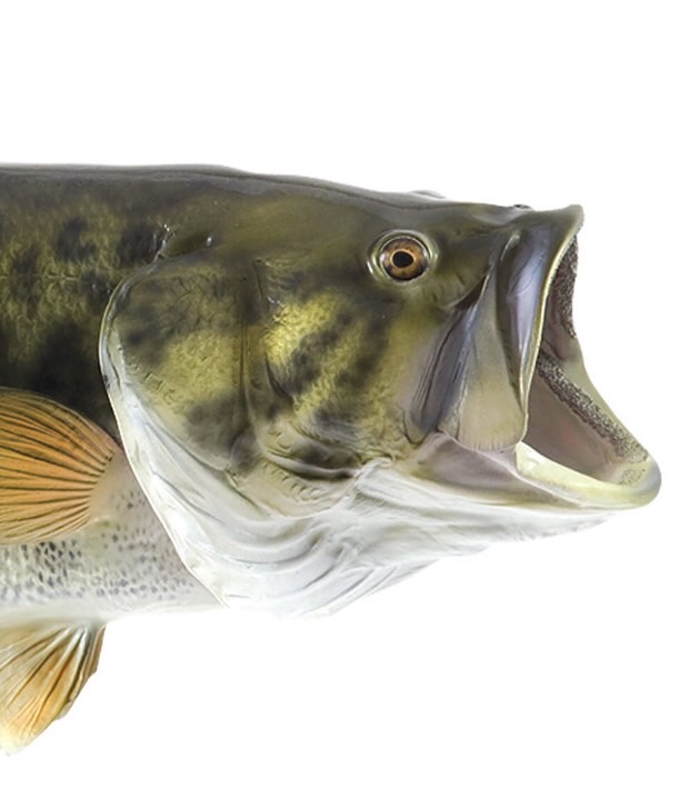 Types of fish Flashcards | Memorang