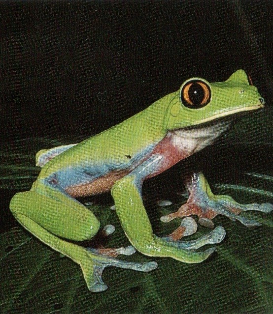 Costa Rican Frogs Flashcards | Memorang