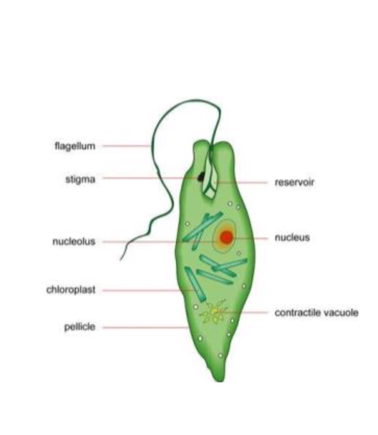 Science revision 4 Flashcards | Memorang