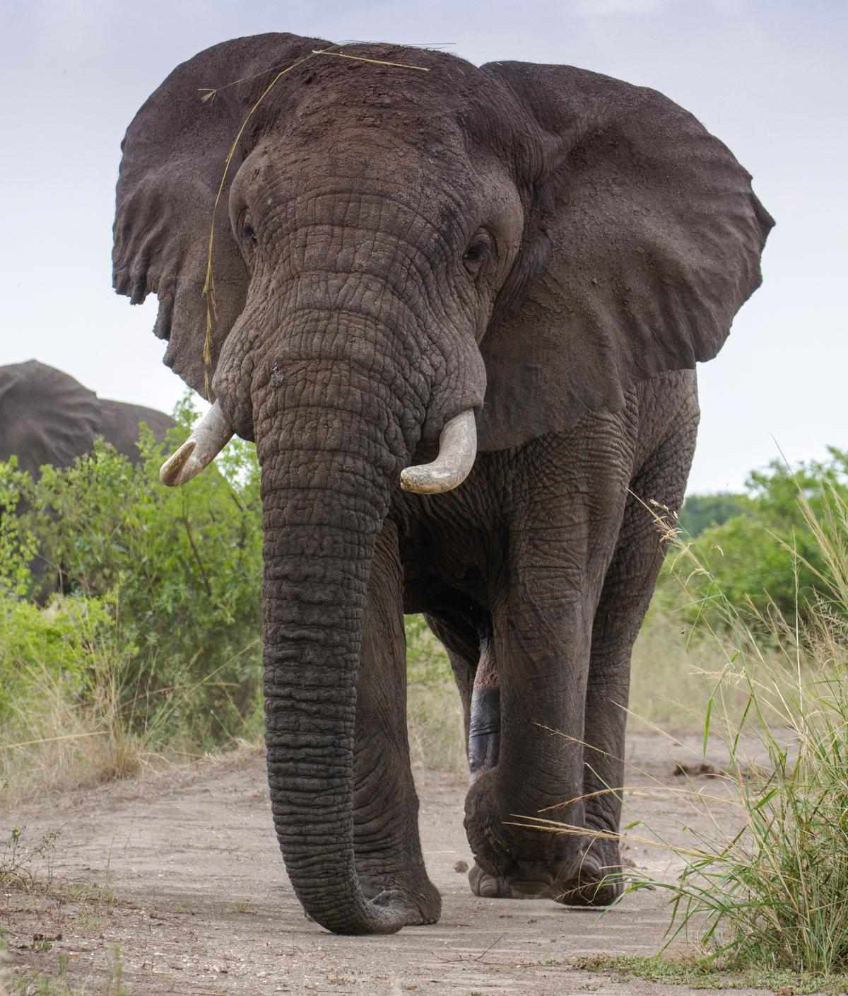Unit 6 Wild Animals Flashcards | Memorang