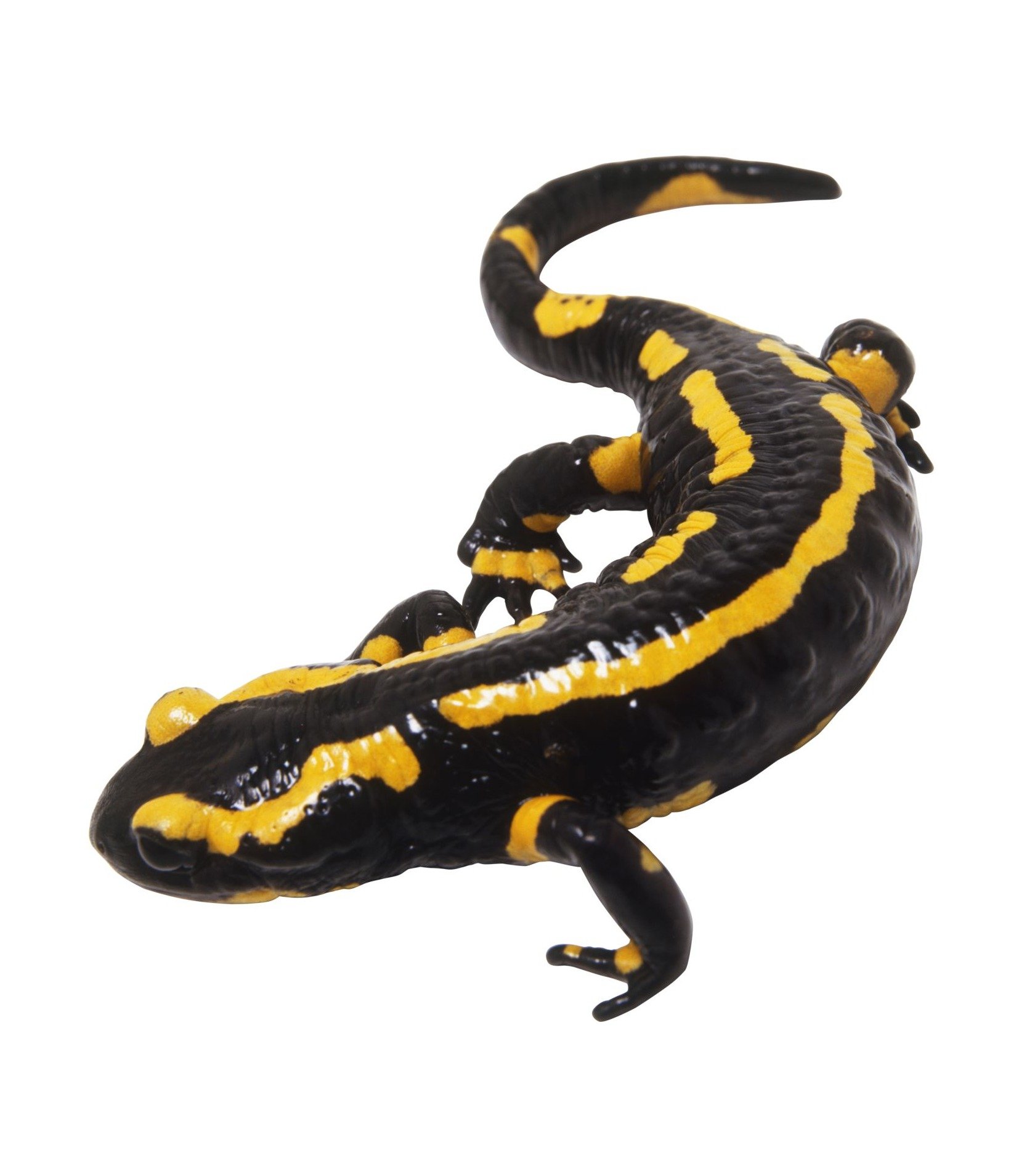 Types of salamanders & Newts Flashcards | Memorang