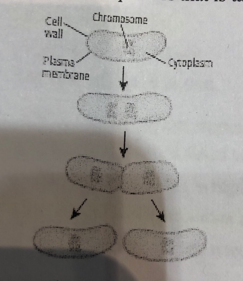 Bio Study Guide Ch. 18 Flashcards | Memorang