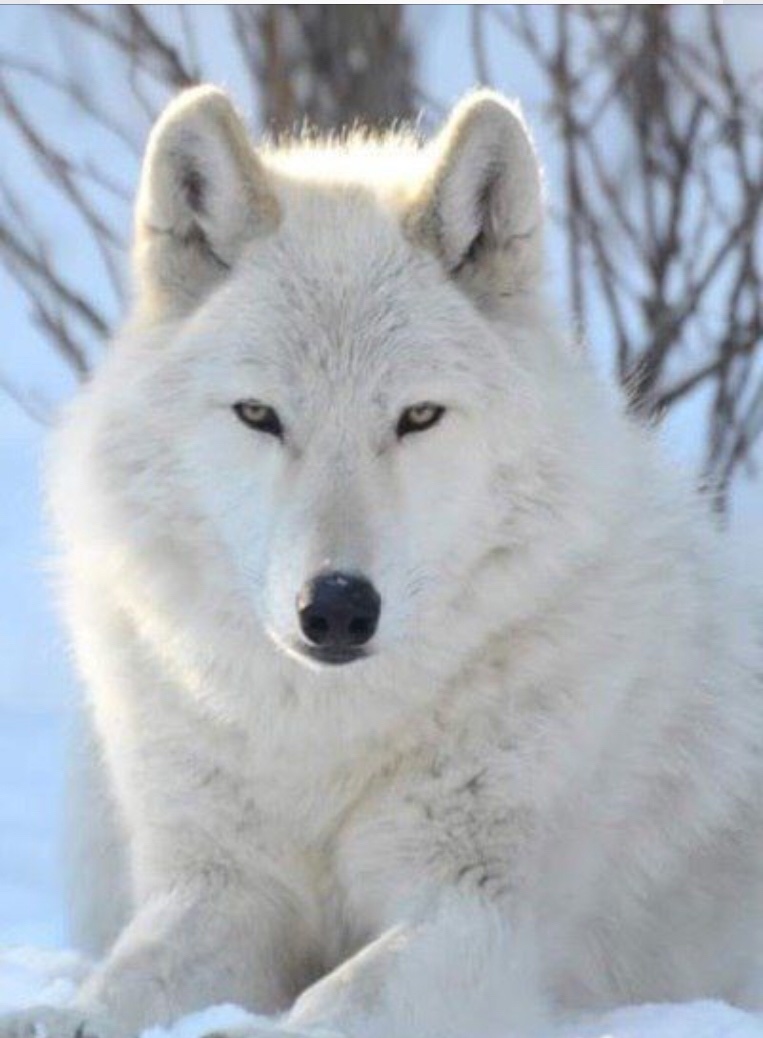 Arctic wolves Flashcards | Memorang