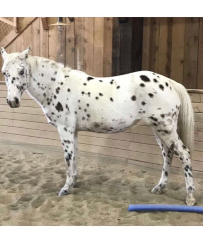 Horses and horse markings Flashcards | Memorang