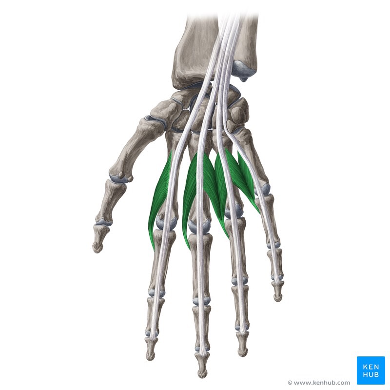 Armens muskler Flashcards | Memorang