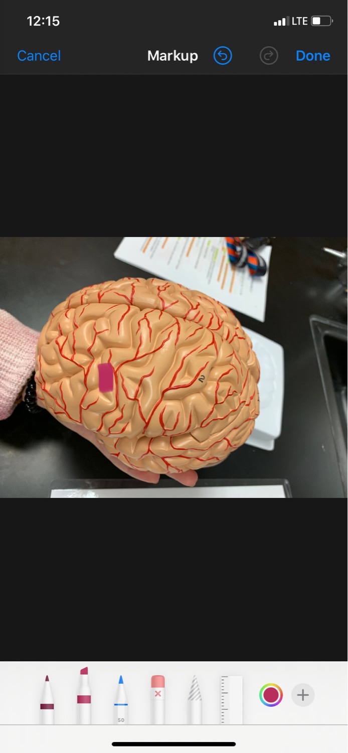 Brain model Flashcards | Memorang