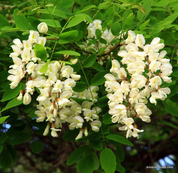 Flower Language Flashcards | Memorang