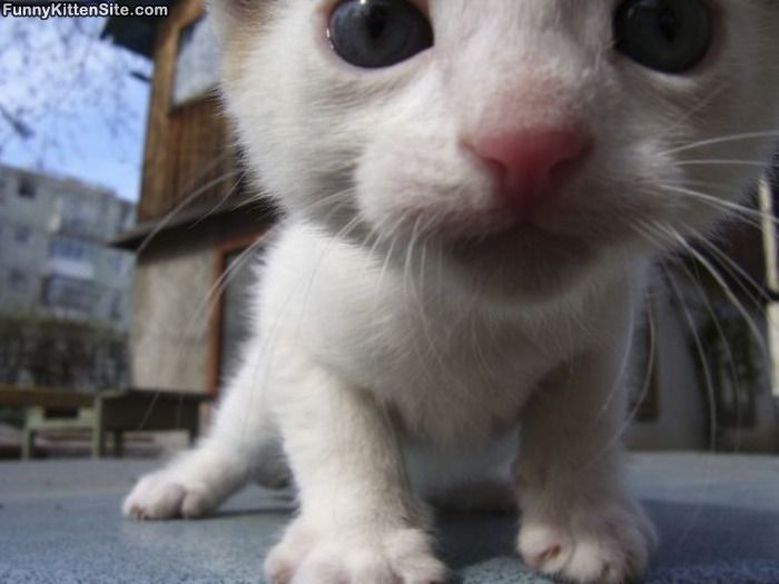 Kernewek - Adjectives Flashcards | Memorang