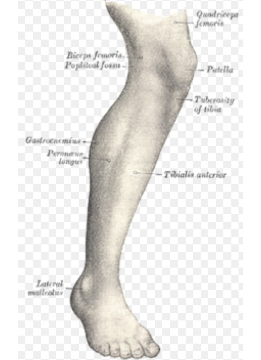 Corpus humanum Flashcards | Memorang